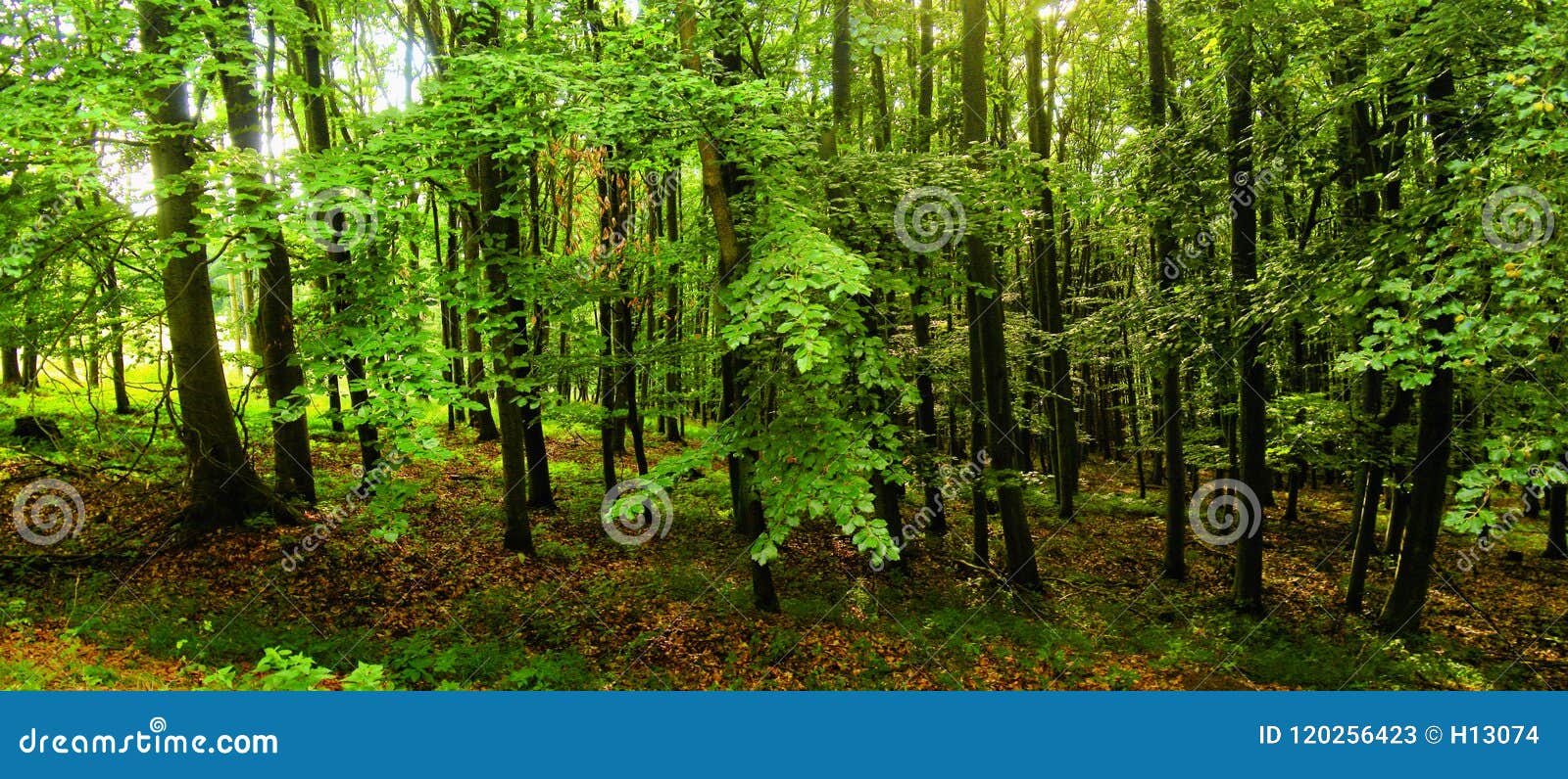 Beech Trees Forest at Spring Daylight Stock Image - Image of ecological ...