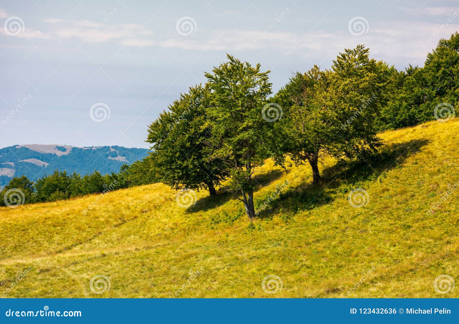 Beech Trees on a Grassy Hill Stock Photo - Image of meadow, adventure ...
