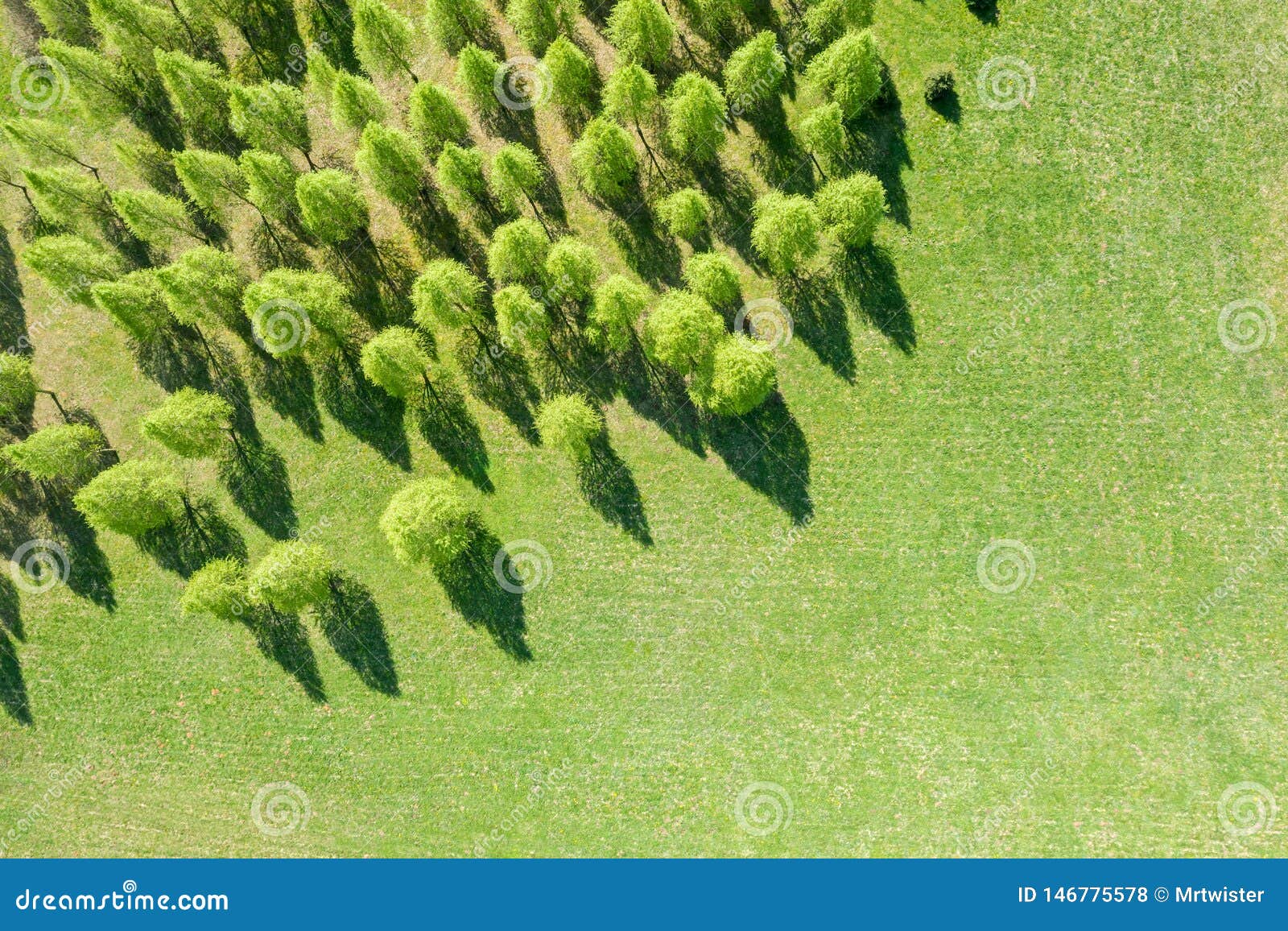 Beech Trees Grove Aerial Top View. Shadows of Trees on Green Grass ...
