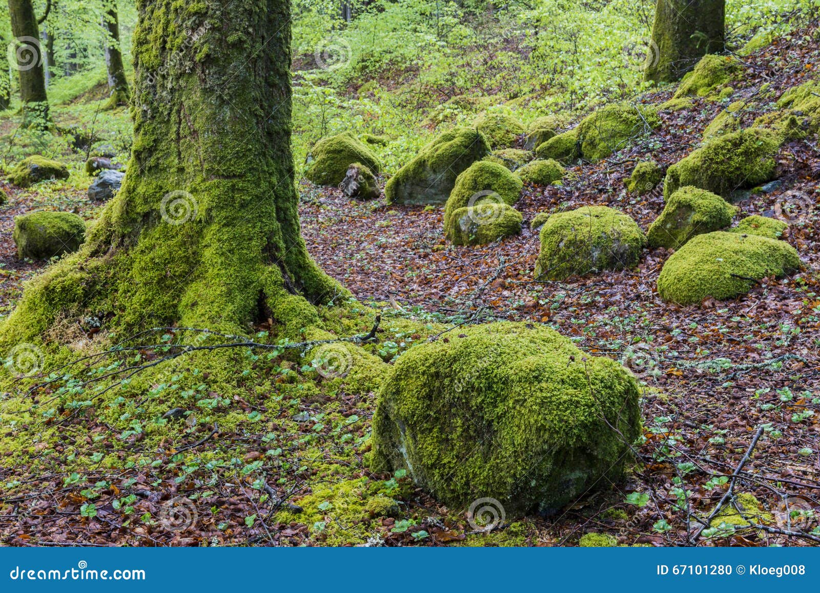 Beech Trees and Moss in Spring Stock Photo - Image of wood, landscape ...