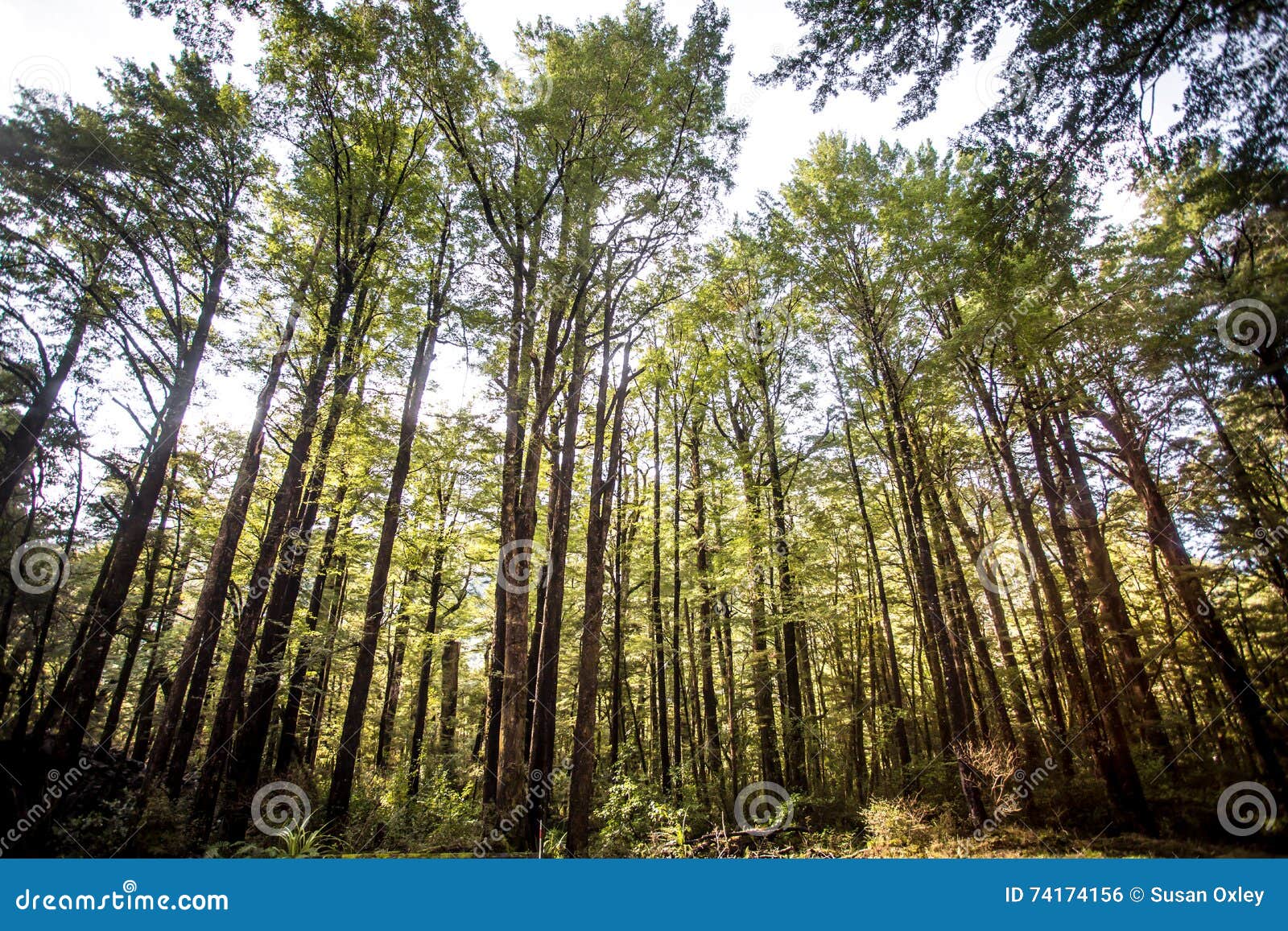 Beech trees stock photo. Image of zealand, green, beech - 74174156
