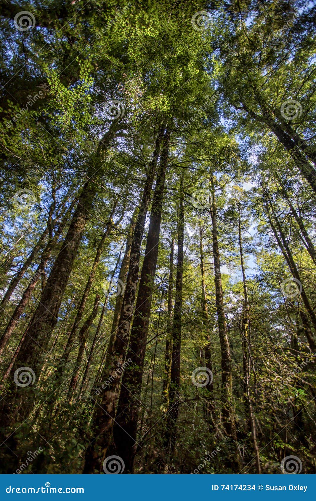 Beech trees stock photo. Image of lewis, leaf, grass - 74174234