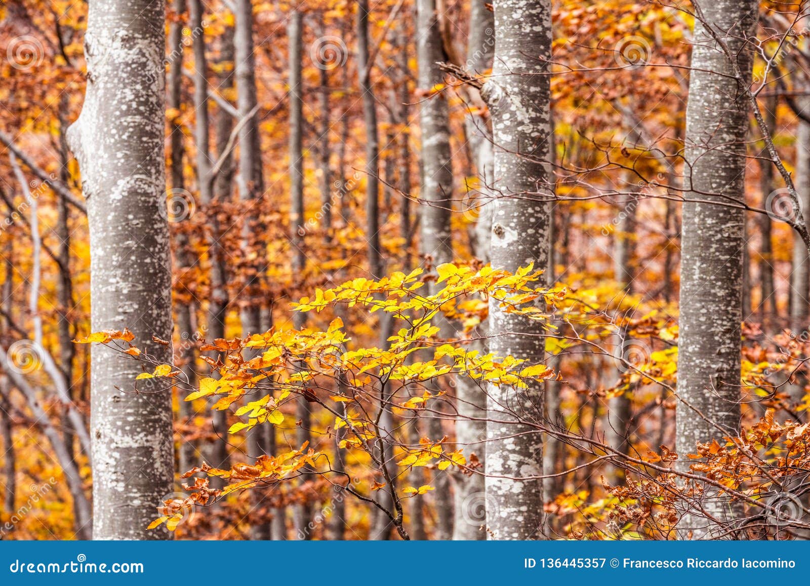 Beech Trees in Autumn, Emilia Romagna Stock Image - Image of trees ...