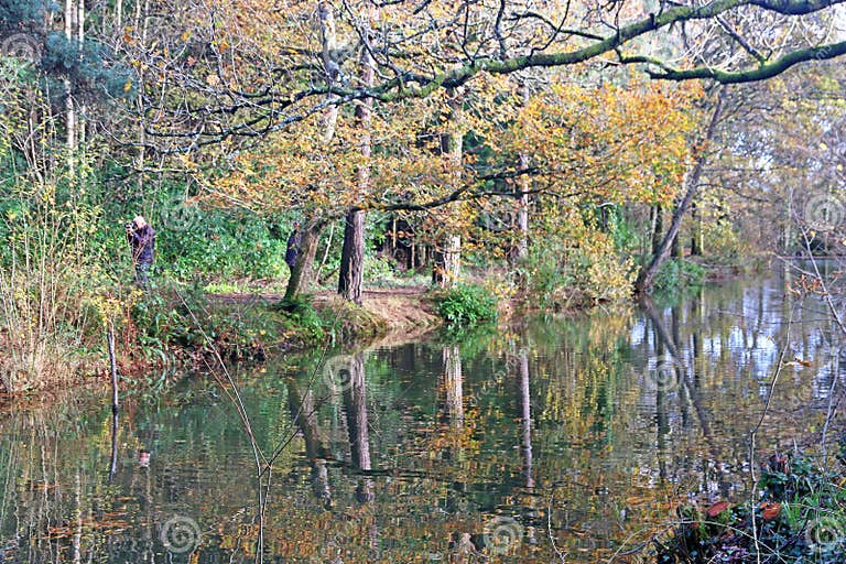 Beech Trees Reflected in a River in Autumn Stock Image - Image of tree ...
