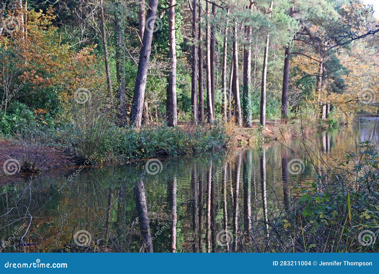 Beech Trees Reflected in a River in Autumn Stock Photo - Image of color ...