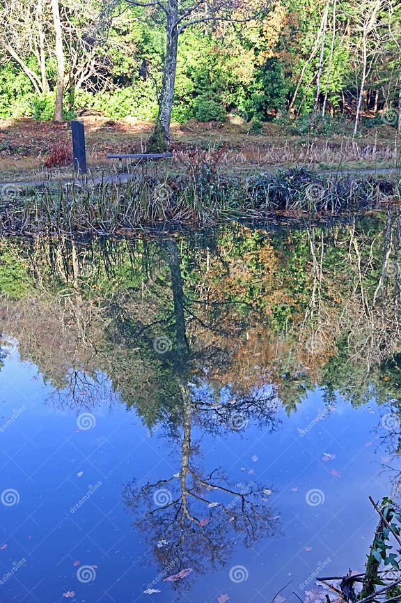 Beech Trees Reflected in a River in Autumn Stock Photo - Image of river ...