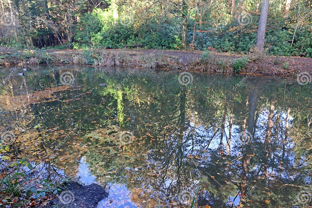 Beech Trees Reflected in a River in Autumn Stock Image - Image of water ...