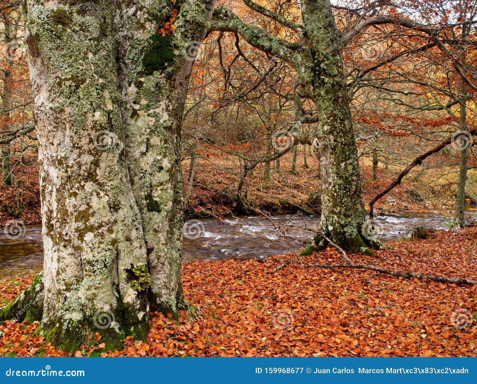 Beech Trees by the Riverbank Stock Image - Image of foliage, plant ...