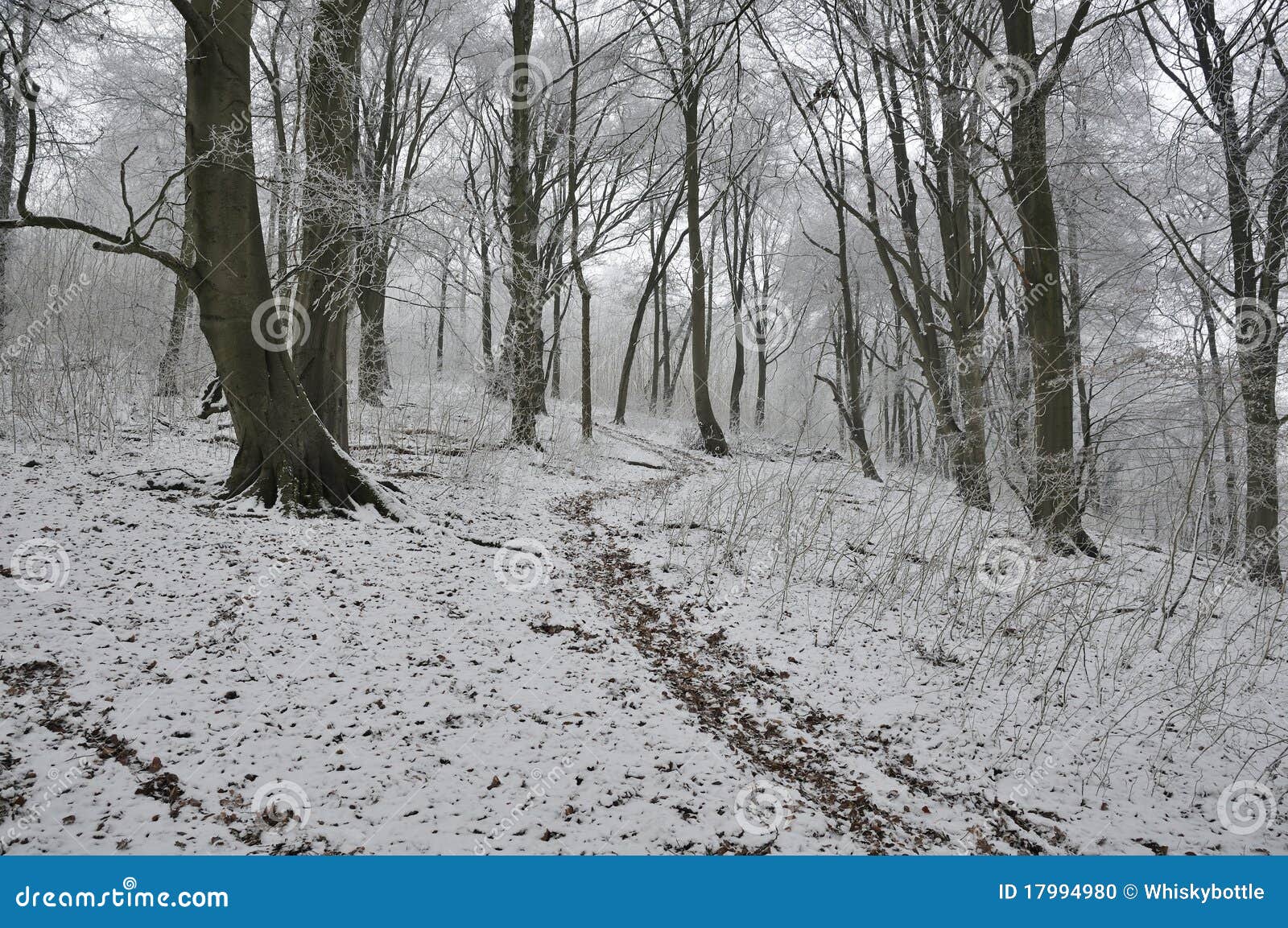 Beech Trees in the Snow stock photo. Image of britain - 17994980