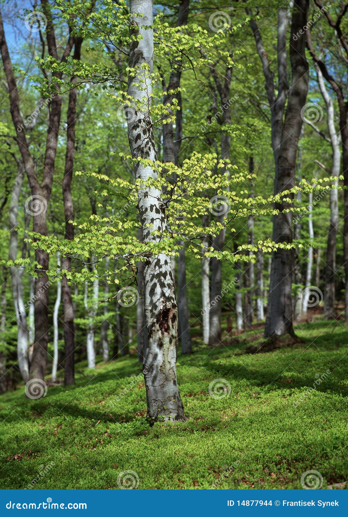 Beech trees in the spring stock photo. Image of beech - 14877944