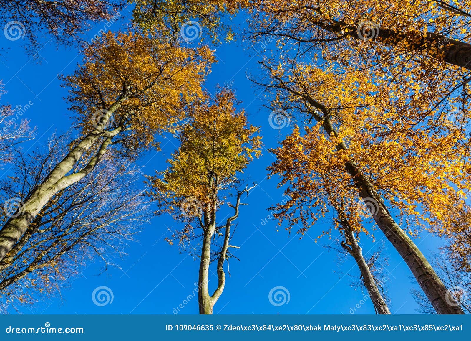 Beech Trees - Voderady Beechwood, Czechia Stock Image - Image of ...