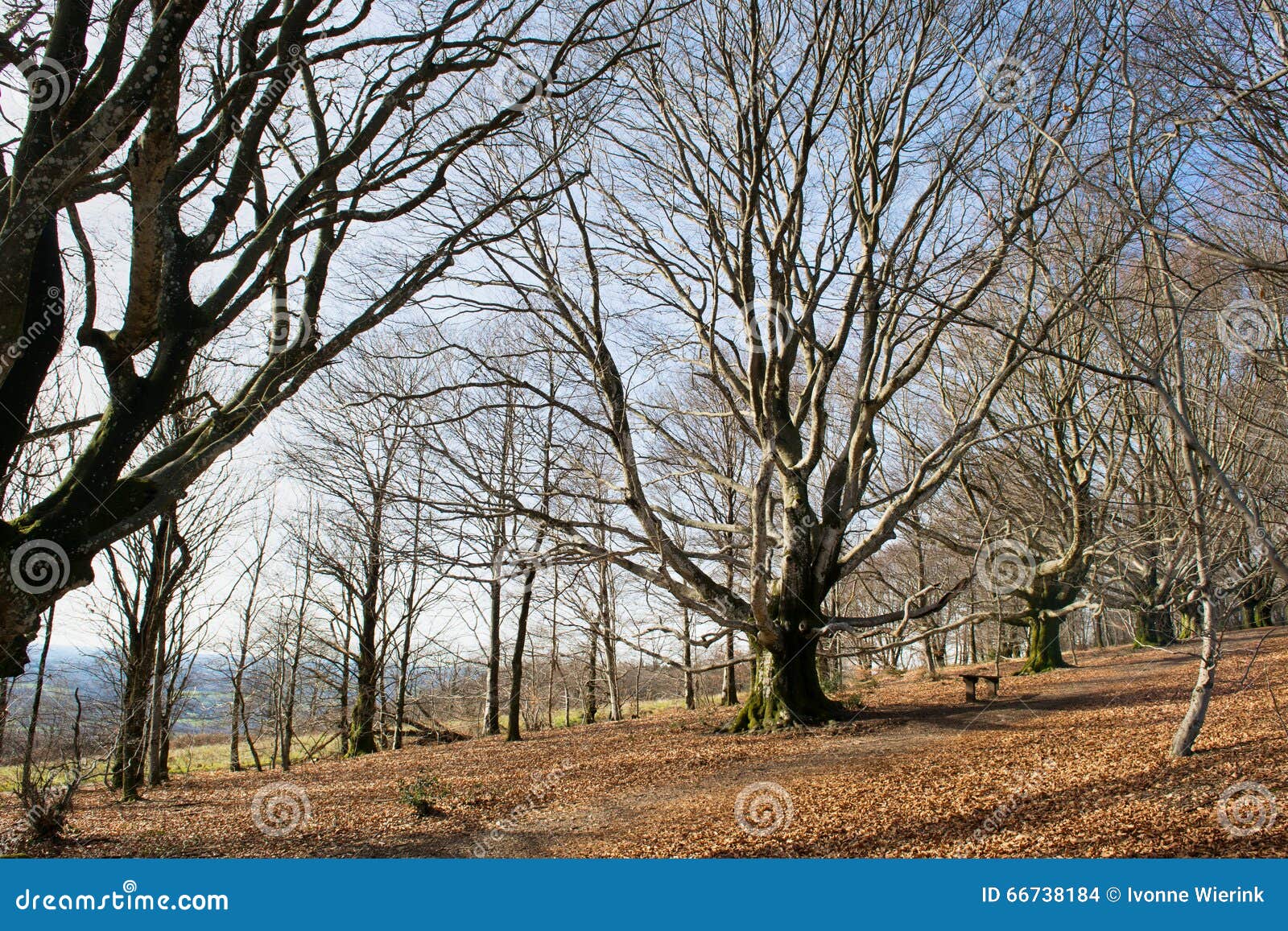 Beech trees in winter stock photo. Image of gargan, winter - 66738184