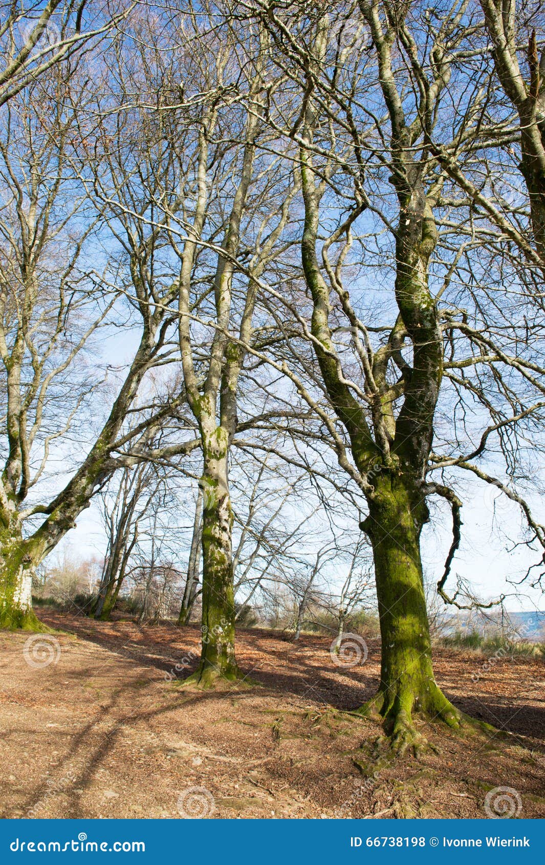 Beech trees in winter stock photo. Image of time, bald - 66738198
