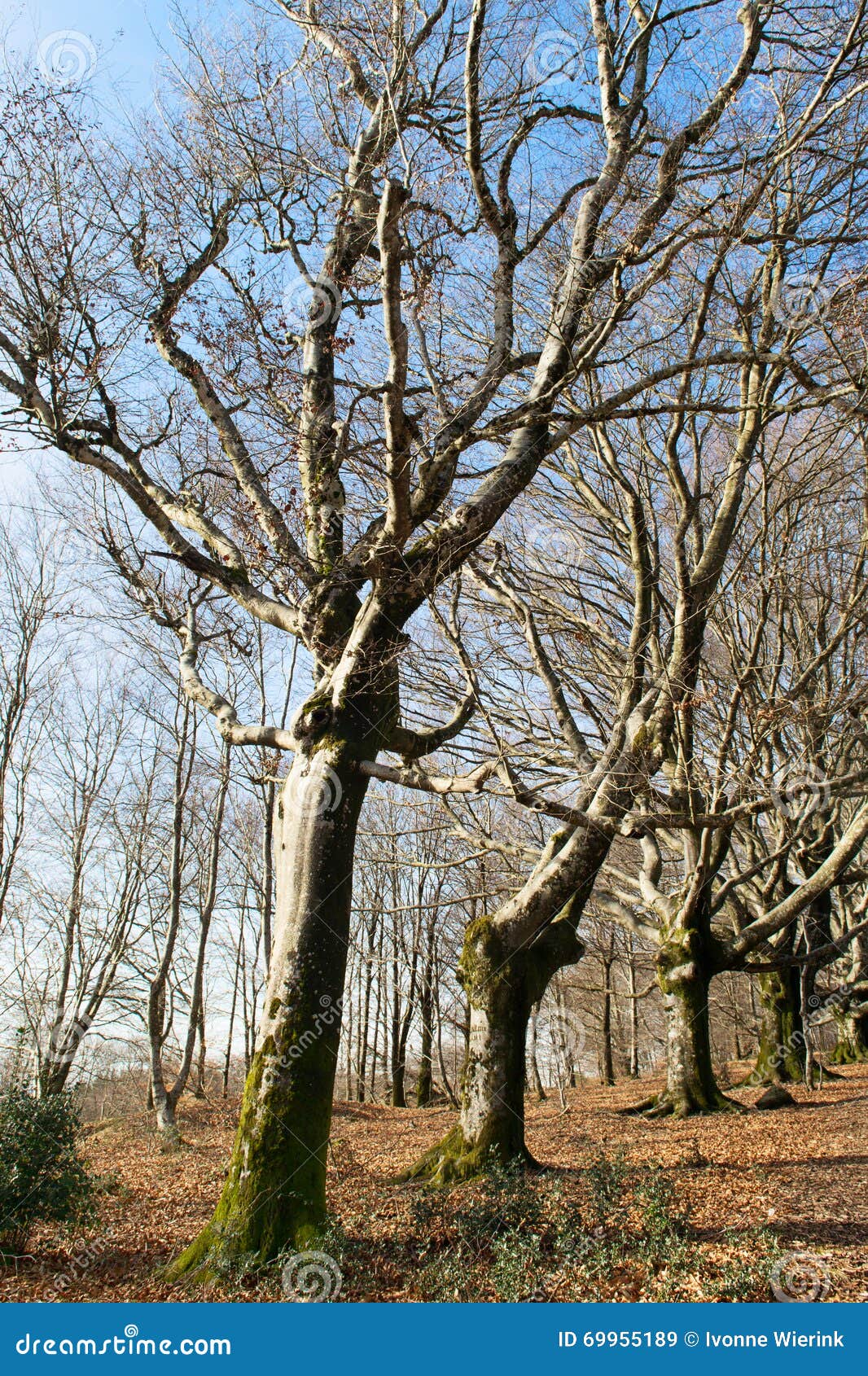 Beech trees in winter stock image. Image of mont, nature - 69955189