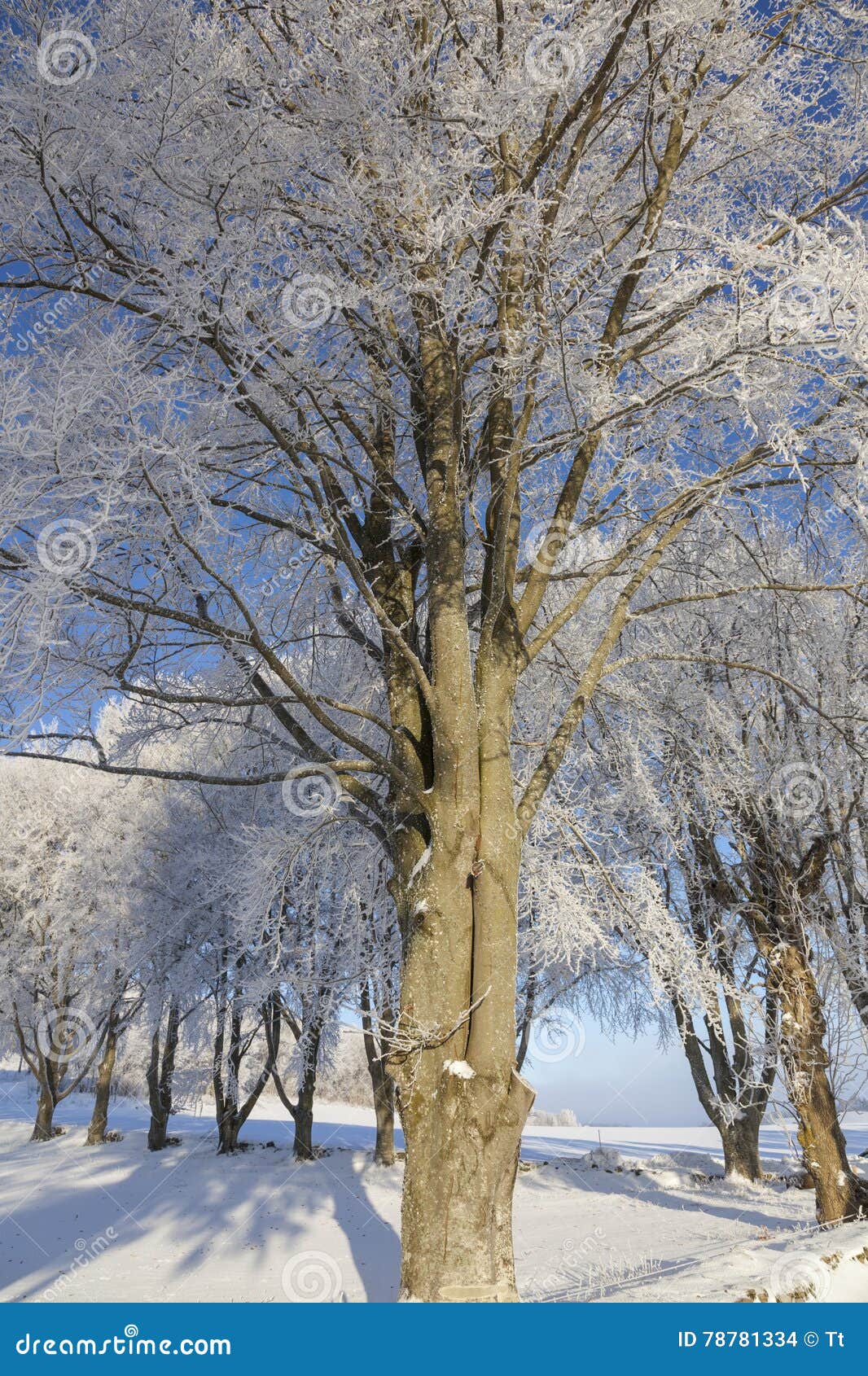 Beech trees in winter stock photo. Image of hoar, urban - 78781334