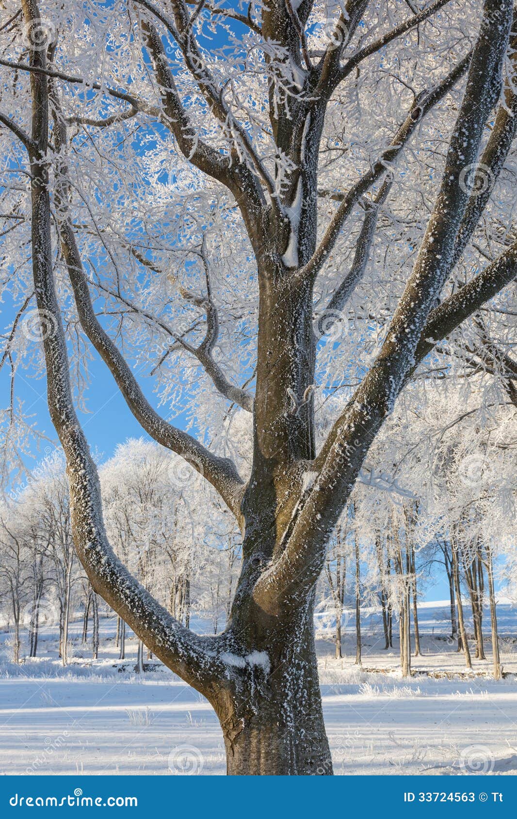 Beech trees in winter stock image. Image of scenic, treetrunk - 33724563