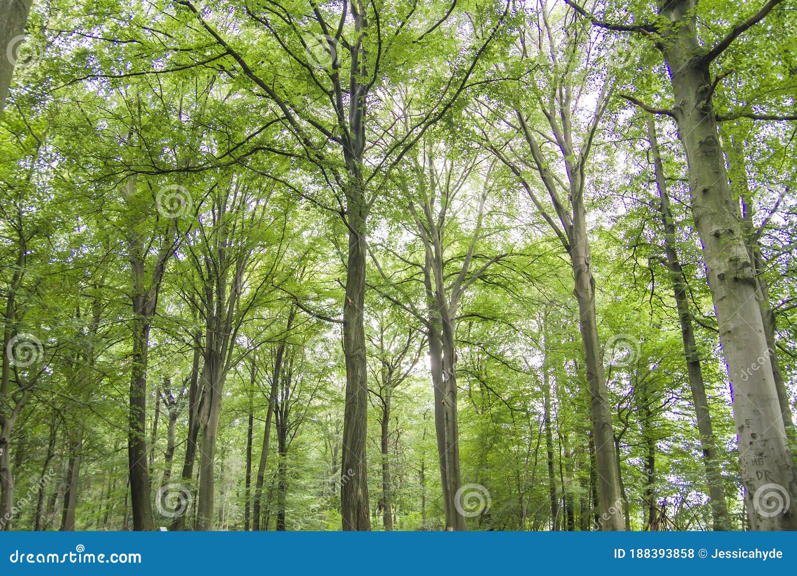Beech Trees Woodland Blooming in Spring Stock Photo - Image of belgian ...