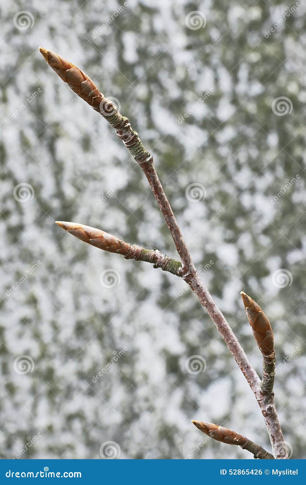 Beech twig stock photo. Image of stem, nascent, space - 52865426