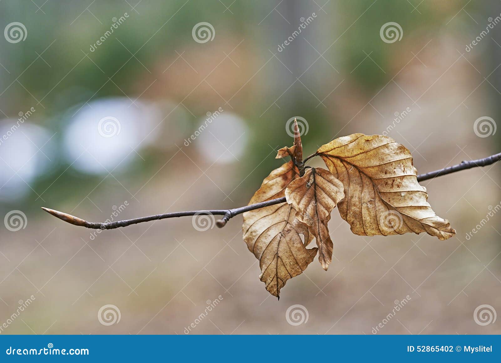 Beech twig stock photo. Image of season, tree, brown - 52865402