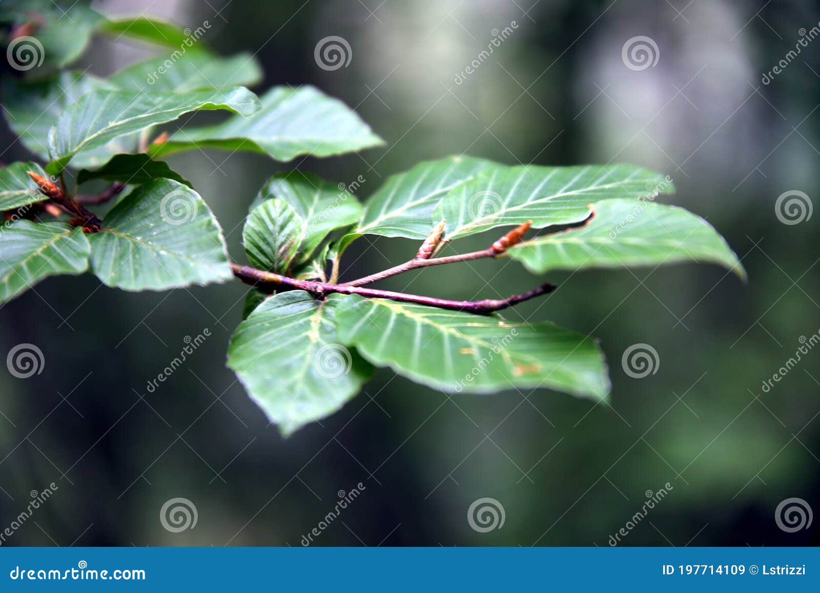 Beech Twig with Leaves Fagus Sylvatica Stock Image - Image of nature ...