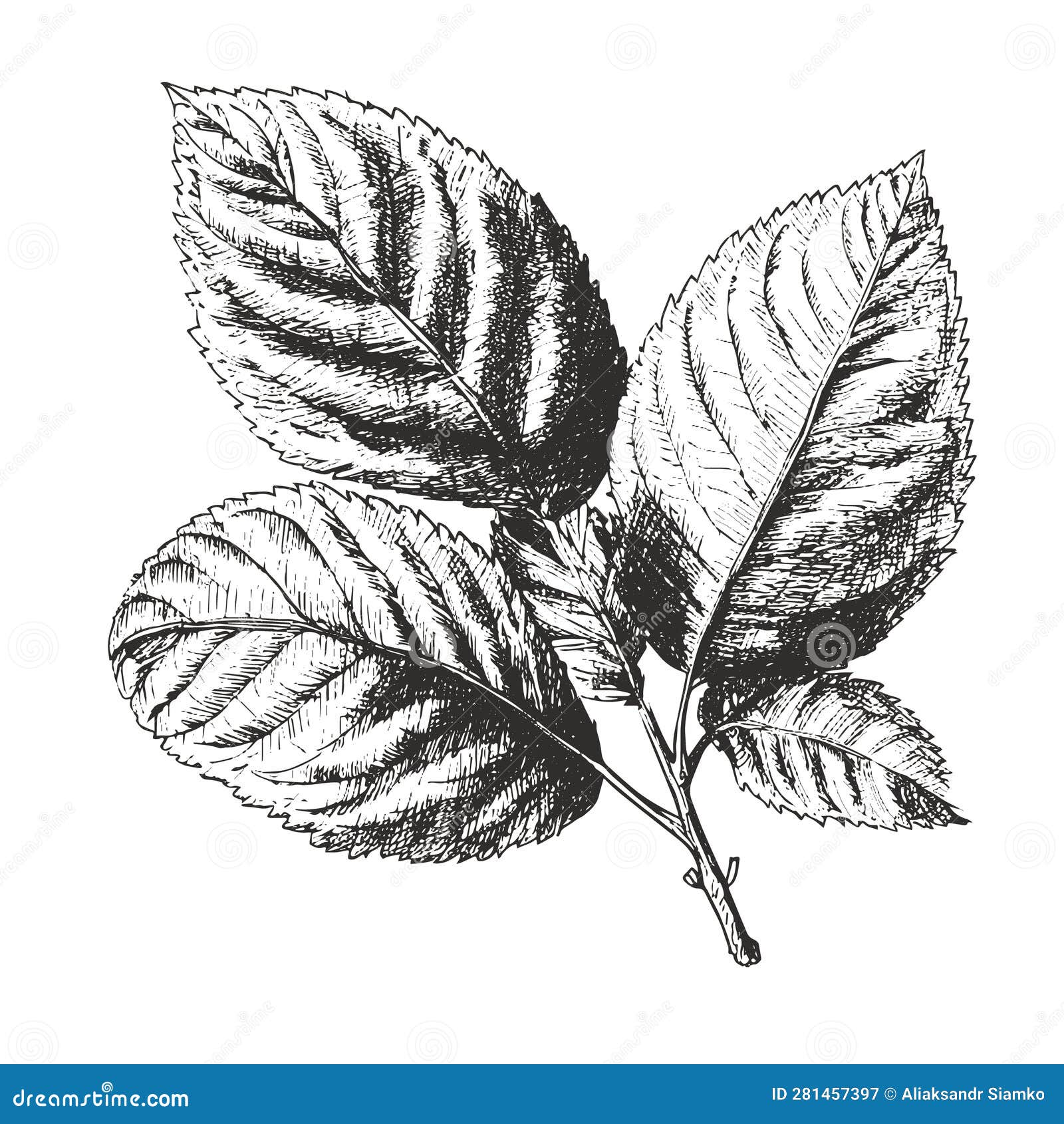 Beech Vector Drawing. Isolated Hand Drawn Object, Engraved Style ...