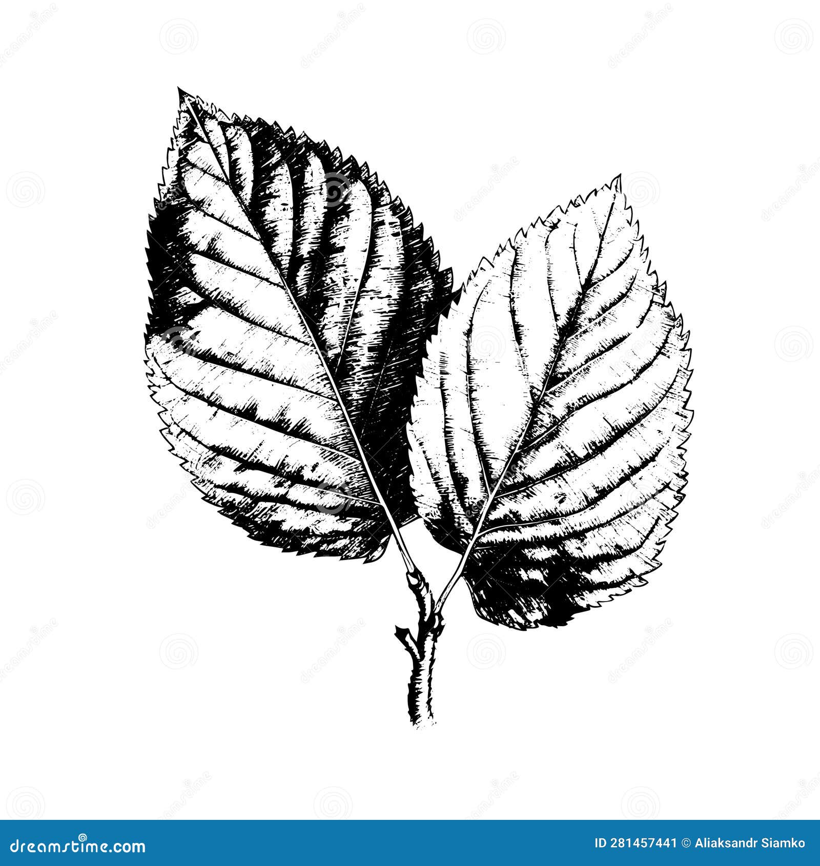 Beech Vector Drawing. Isolated Hand Drawn Object, Engraved Style ...