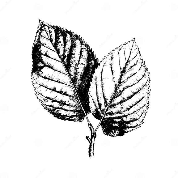 Beech Vector Drawing. Isolated Hand Drawn Object, Engraved Style ...