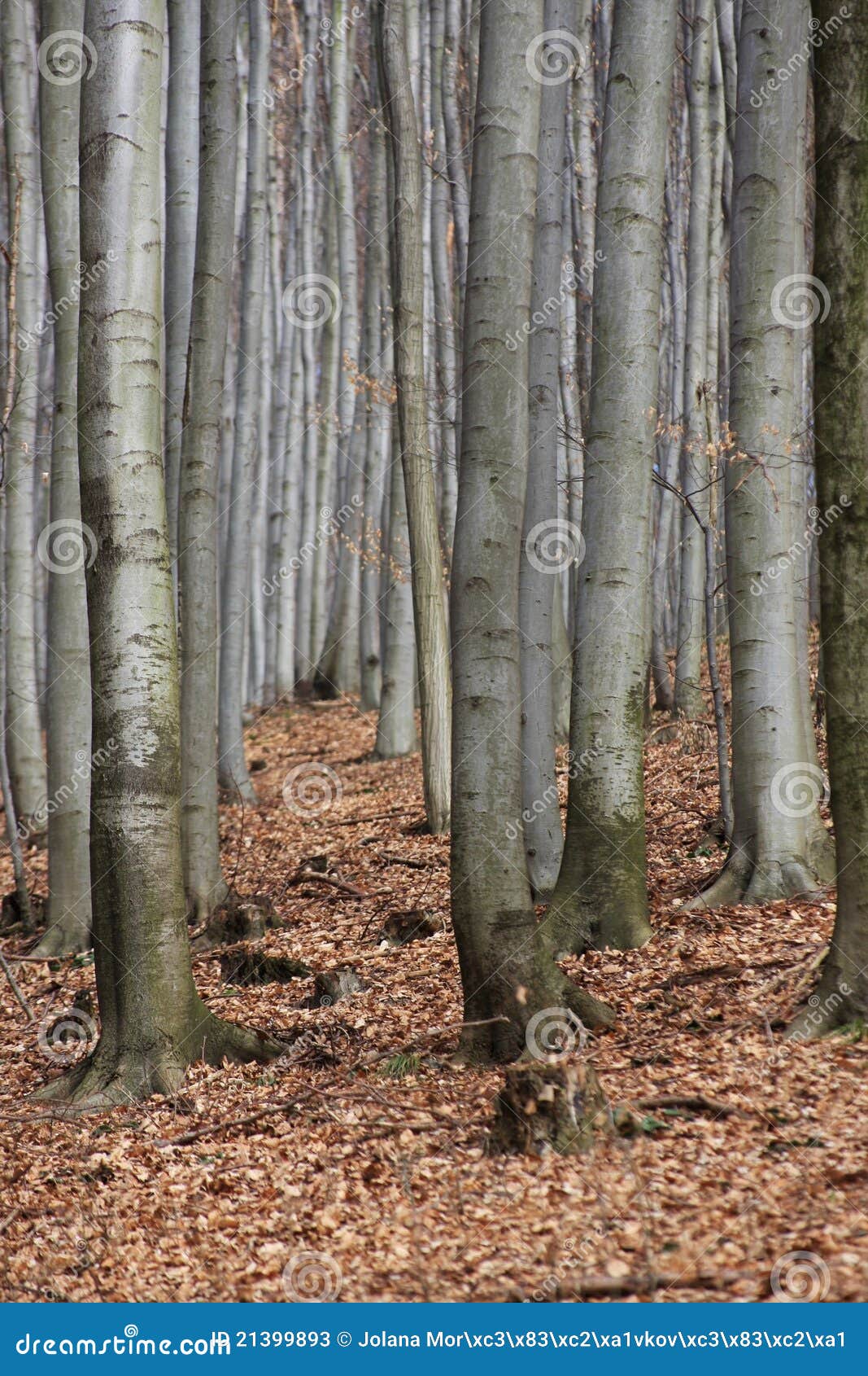 Beech wood stock image. Image of tree, beech, wallpaper - 21399893