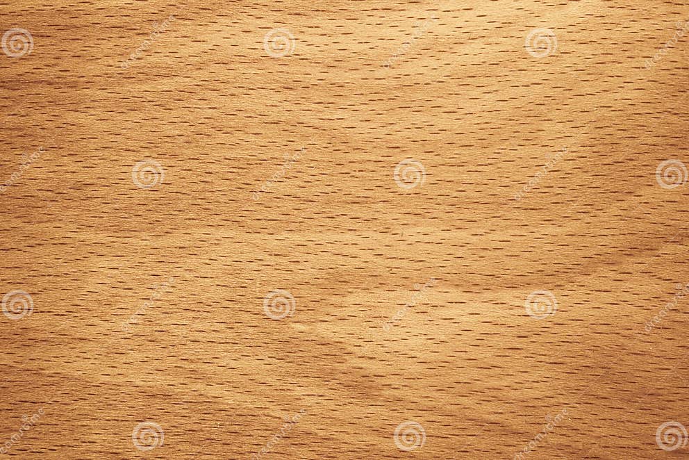 Beech wood stock photo. Image of timber, contrast, indoors - 4411426