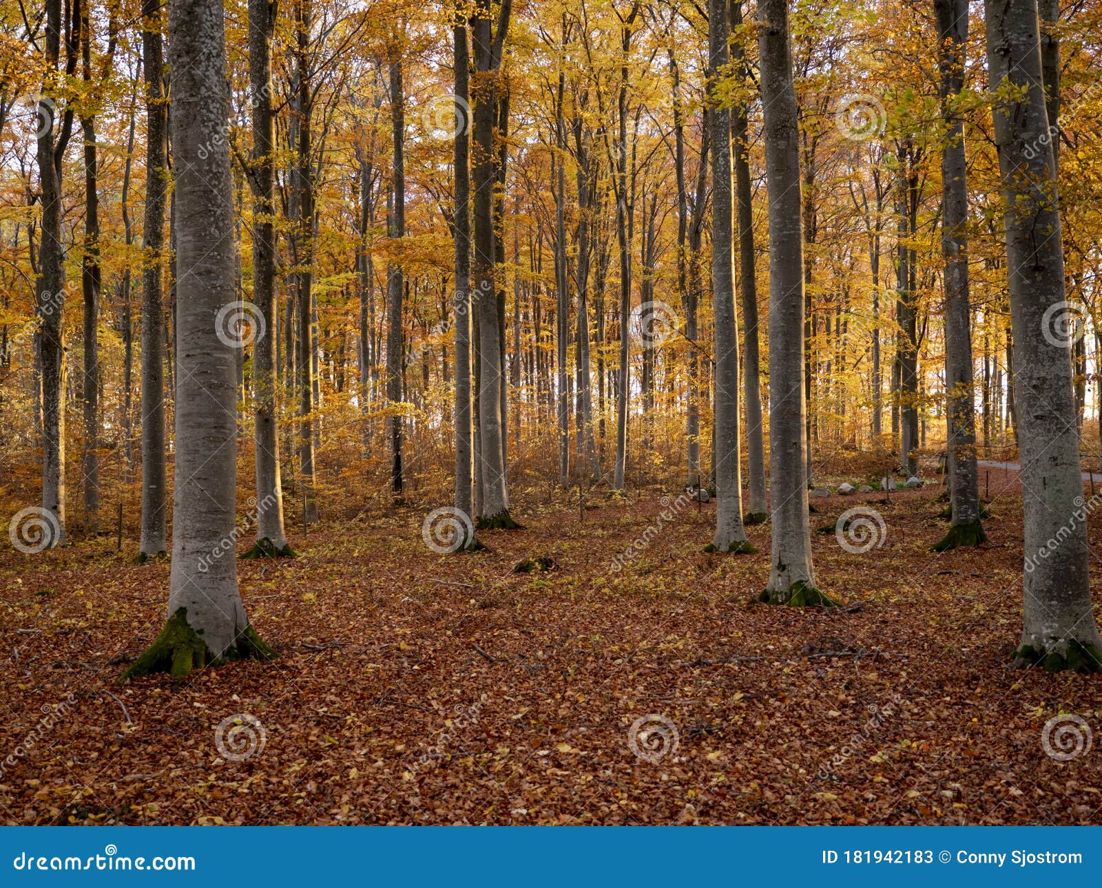 Beech Wood Landscape in Sunset Stock Image - Image of beauty ...