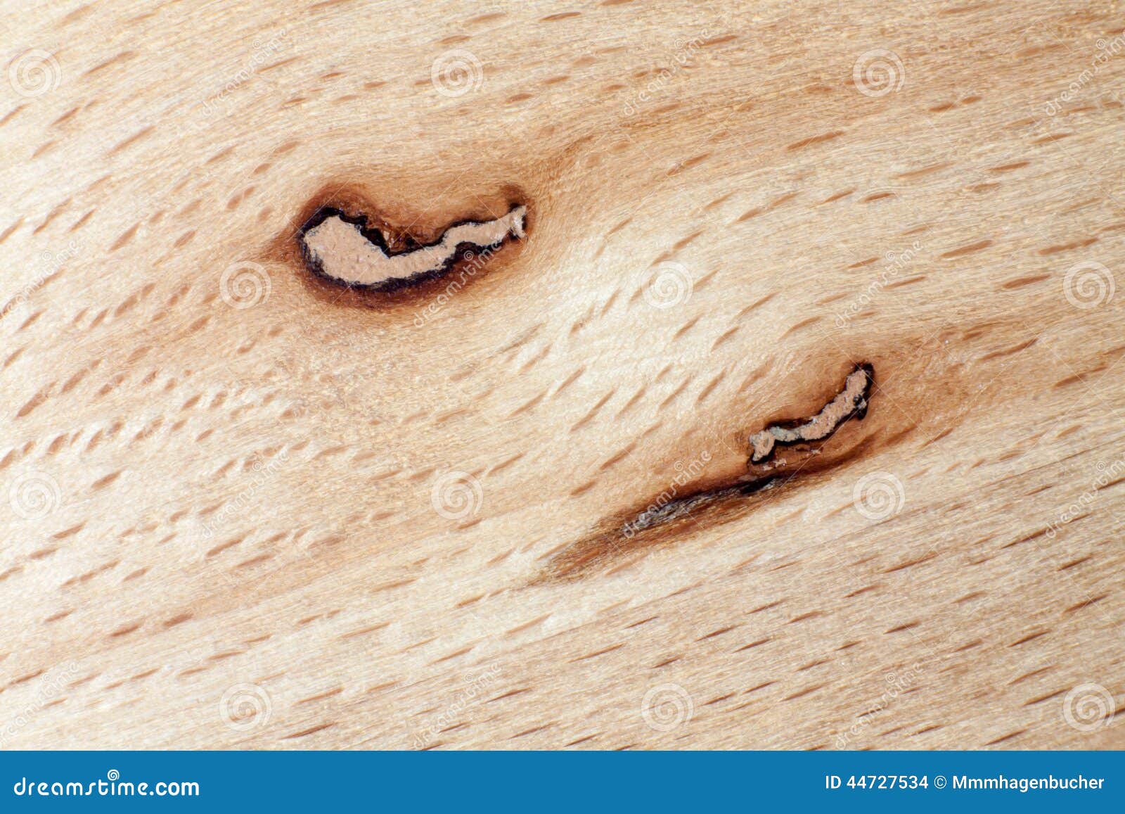 Beech wood pattern stock photo. Image of patterns, core - 44727534