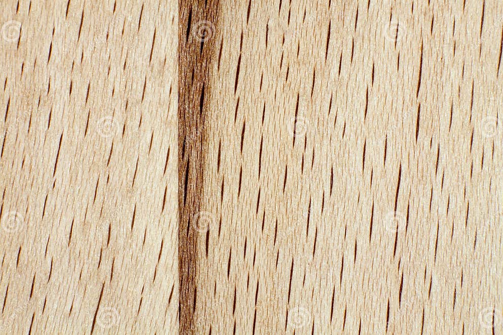 Beech wood pattern stock photo. Image of beech, background - 44727654