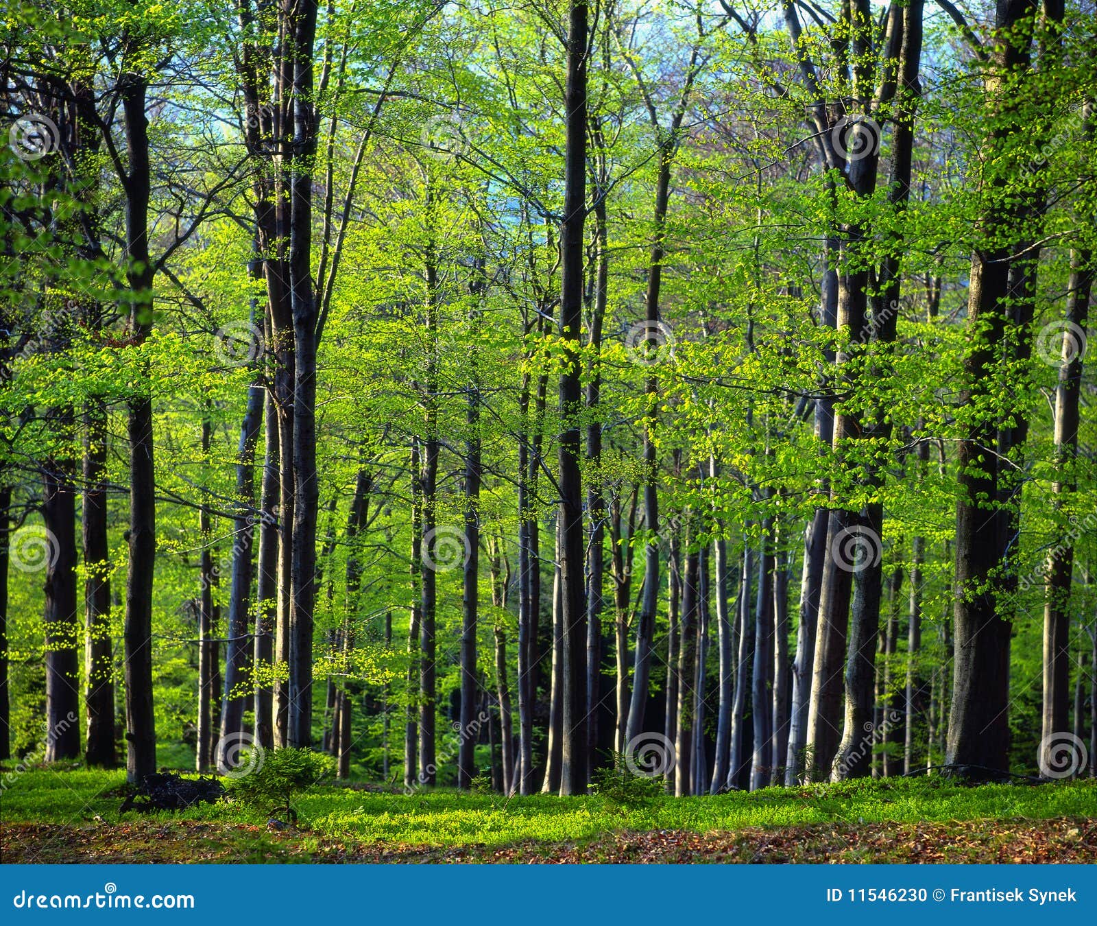 Beech wood spring stock photo. Image of nature, peace - 11546230