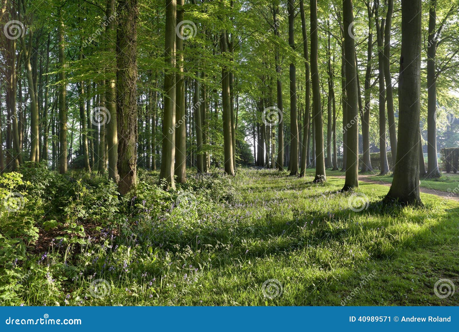 Beech wood stock image. Image of europe, copse, mickleton - 40989571