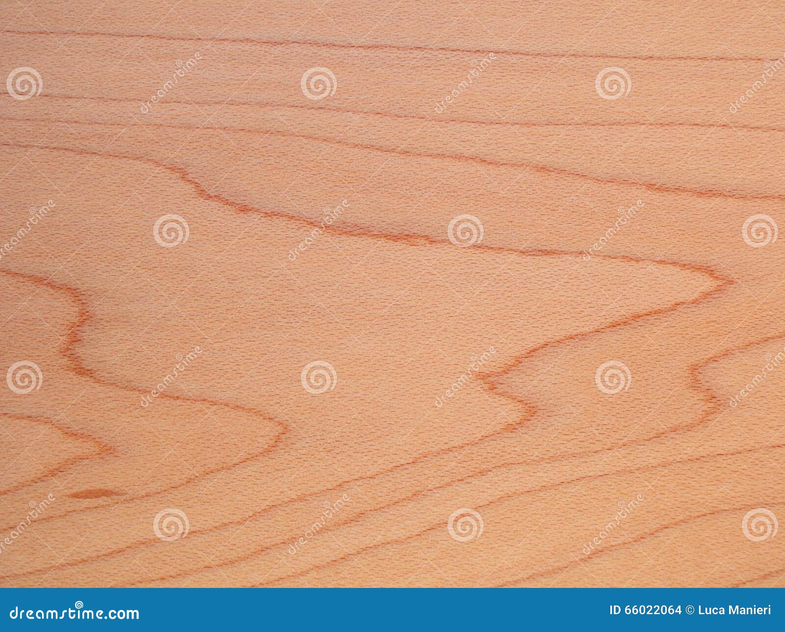 Beech wood texture stock photo. Image of carpentry, wood - 66022064