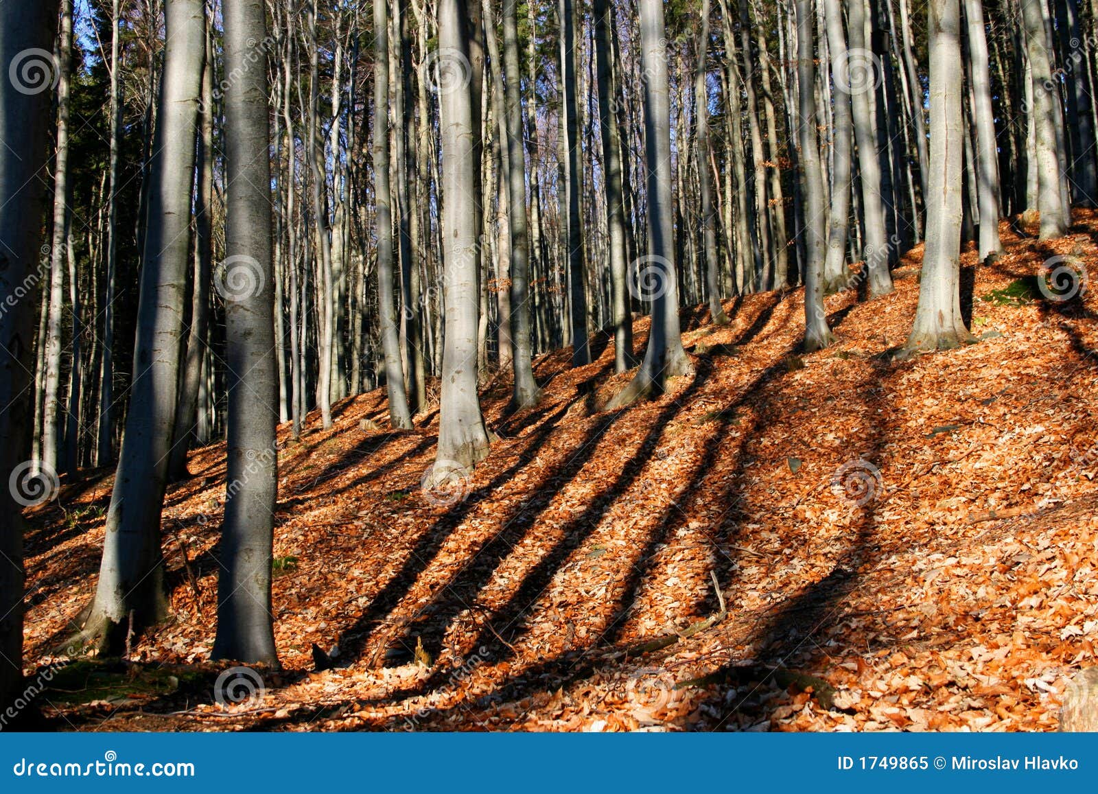 Beech woods stock image. Image of forests, nature, leaf - 1749865