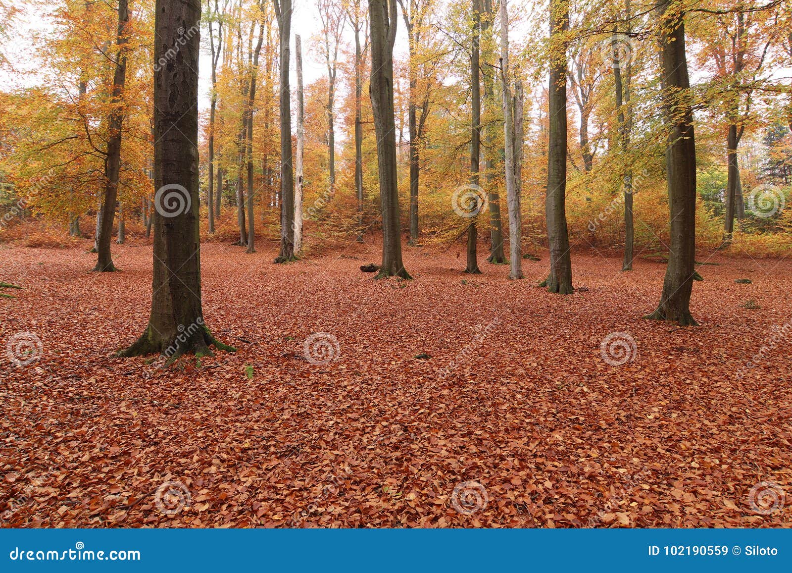 Beech forest in autumn stock image. Image of tranquility - 102190559