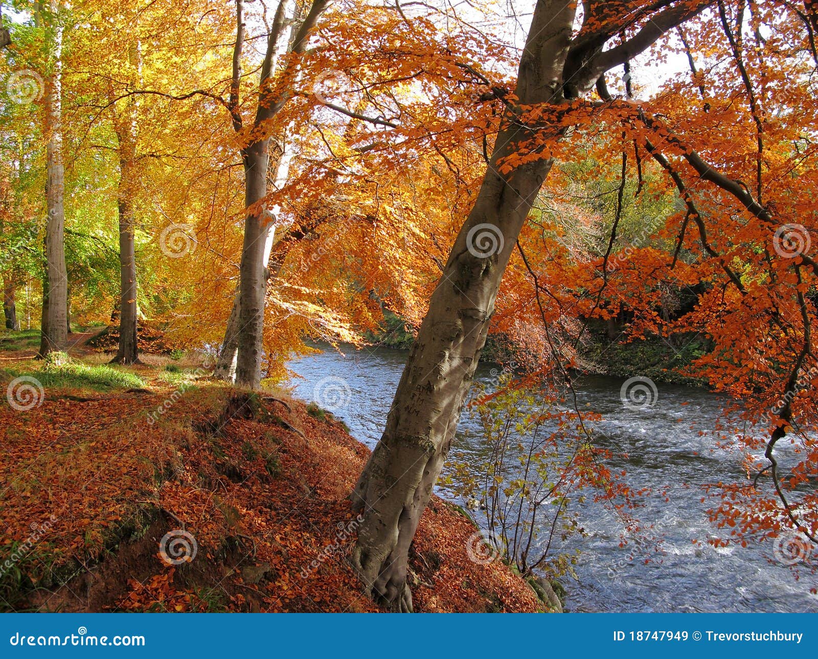 Beech woods in November stock image. Image of sunshine - 18747949