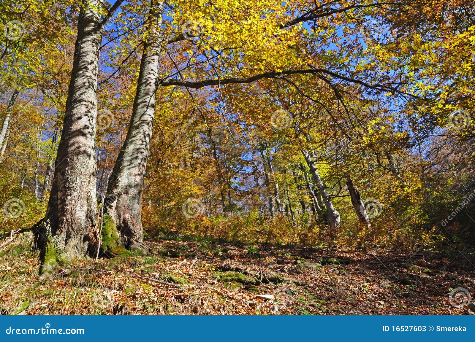 Beechen autumn wood. stock image. Image of slope, wood - 16527603