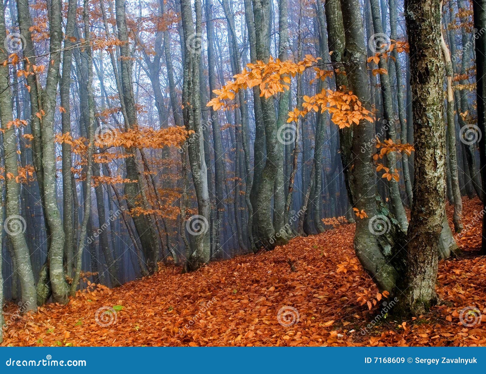 Beechen autumn wood stock image. Image of autumn, blue - 7168609
