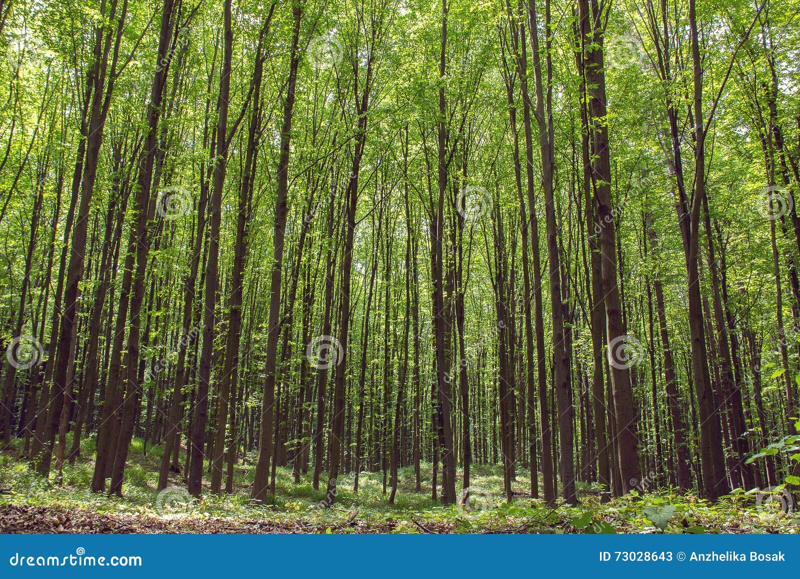Beechen Tall Green Trees in a Forest Stock Image - Image of green, lush ...