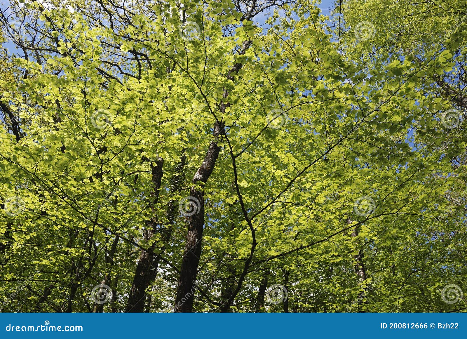 Beeches in the Forest in Brittany Stock Photo - Image of beech, nature ...