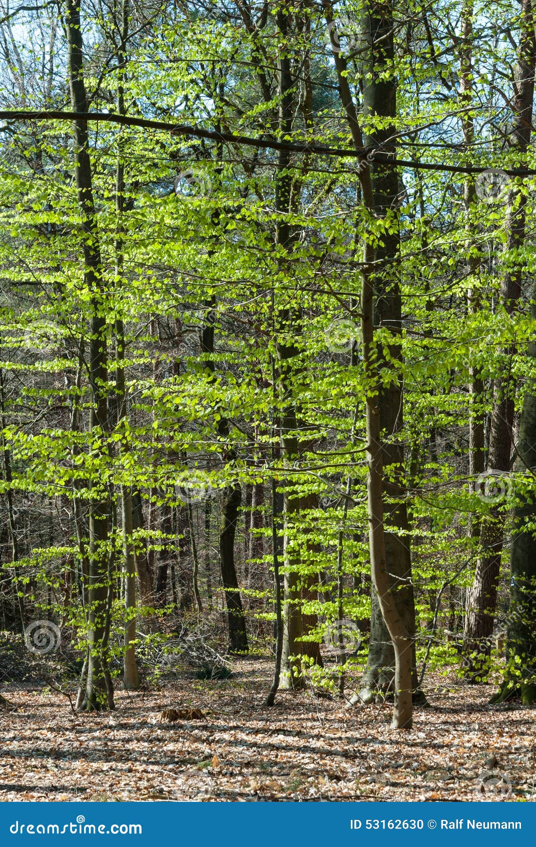 Beeches with Fresh Leaves in Spring Stock Photo - Image of leaf ...