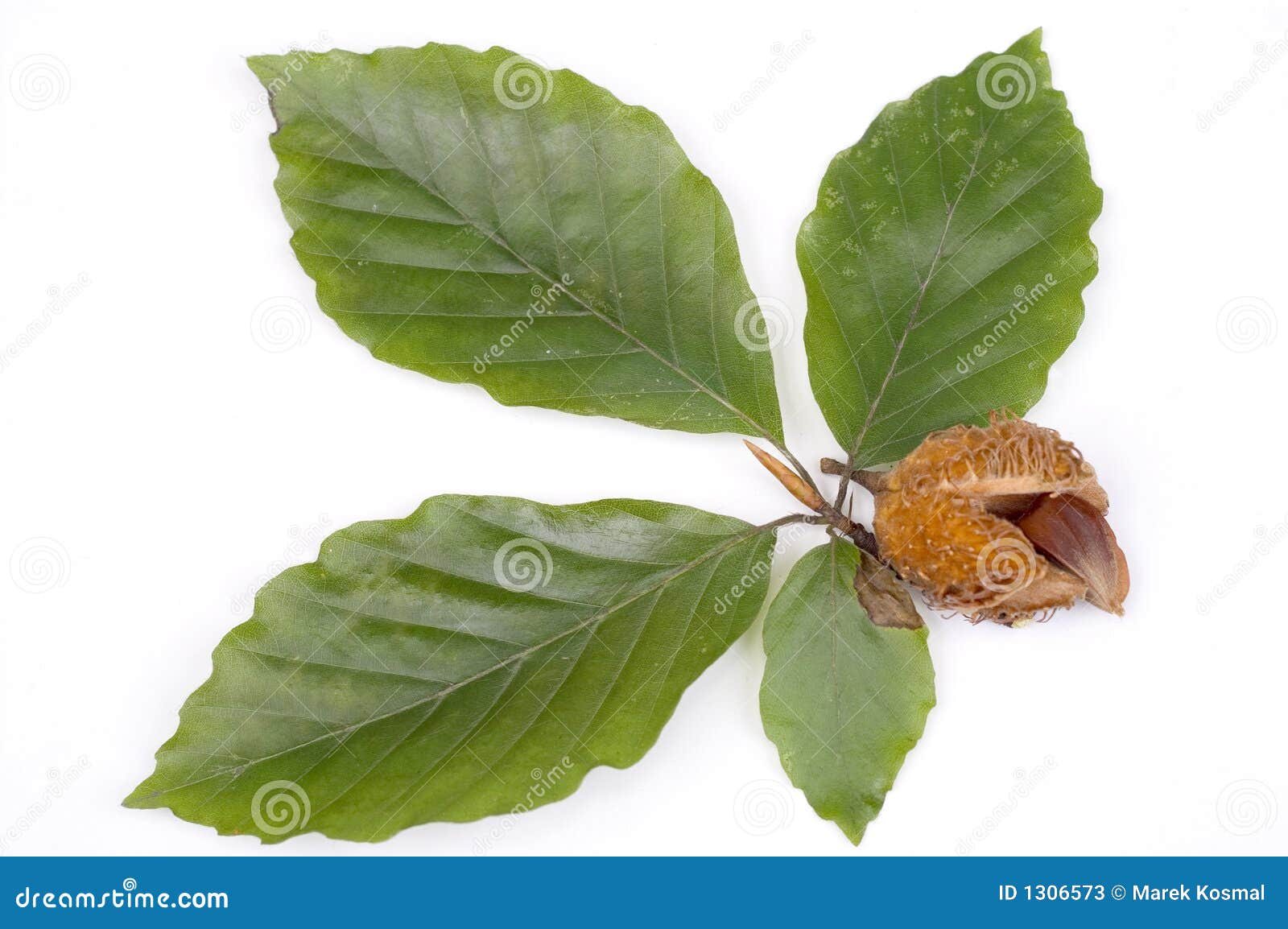 Beechnut Stock Photos - Image: 1306573