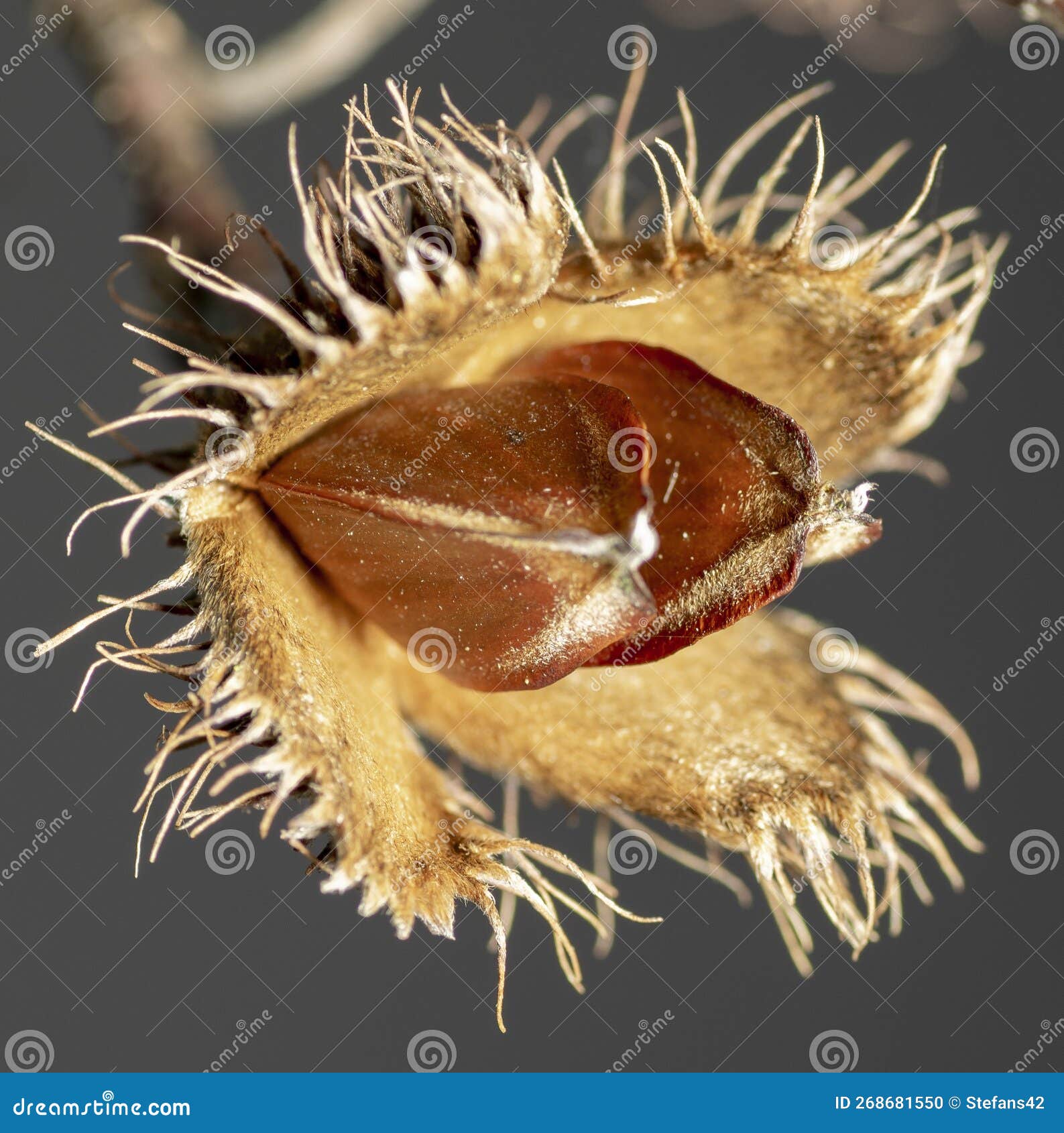 Beechnut Isolated on Dark Background. Beech Fruit. Close Up Stock Photo ...