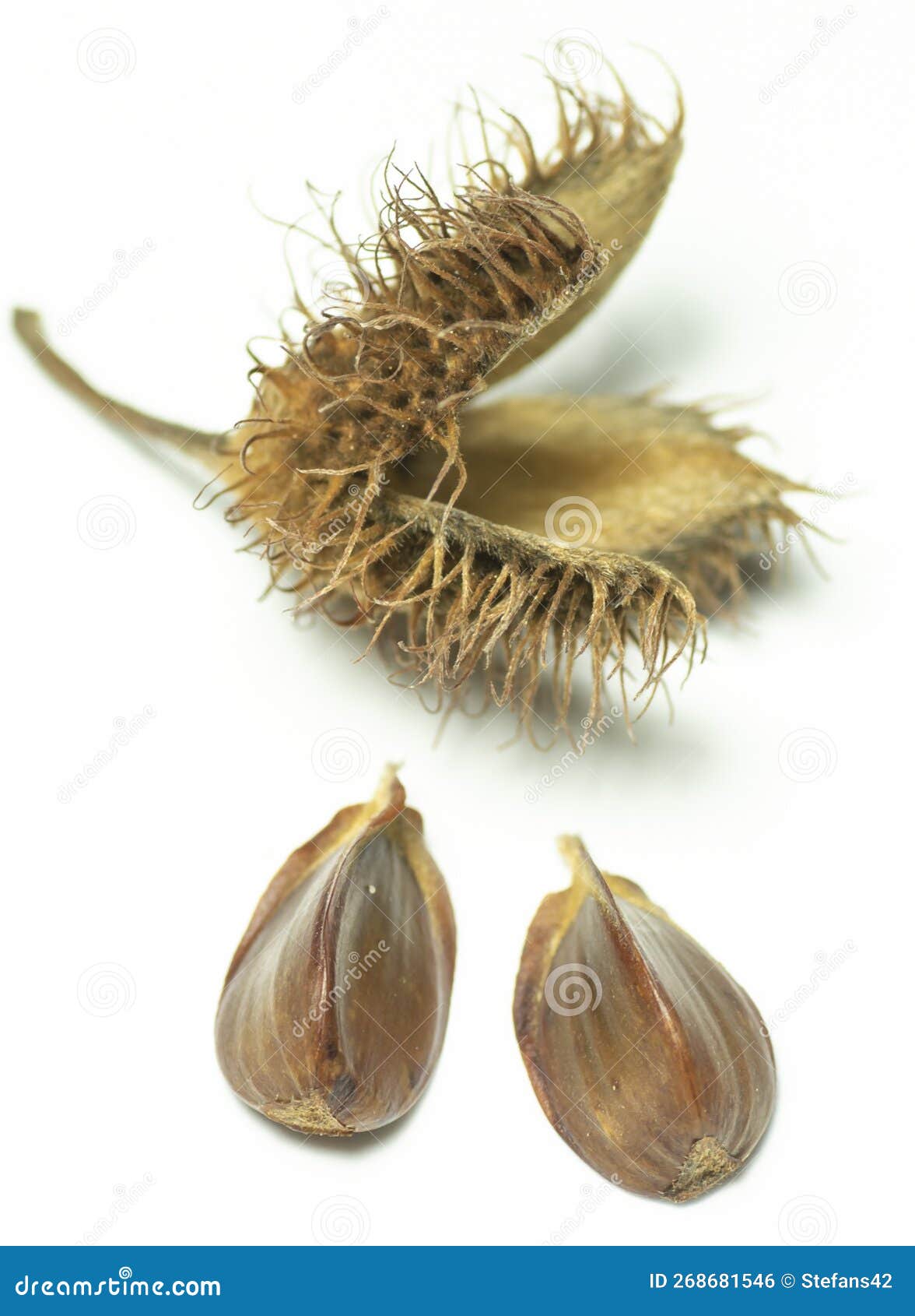 Beechnut Isolated on White Background. Beech Fruit. Close Up Stock ...