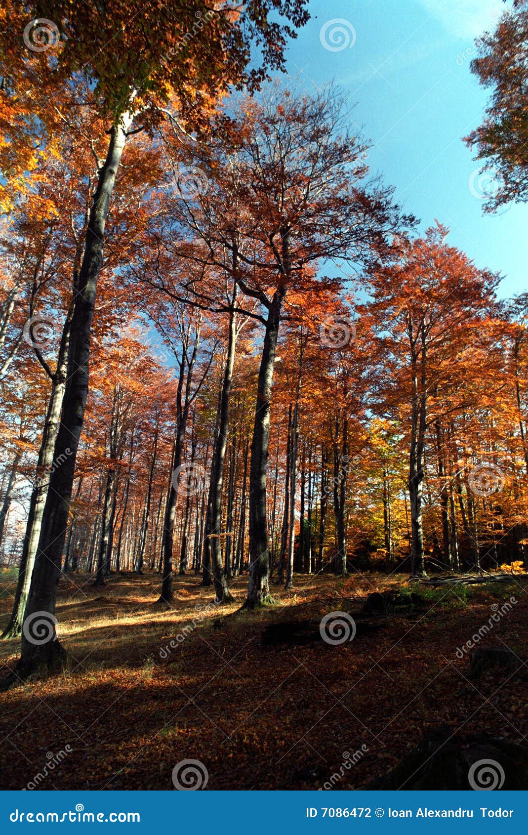 Beechtree Forest in the Fall Stock Photo - Image of grass, autumn: 7086472