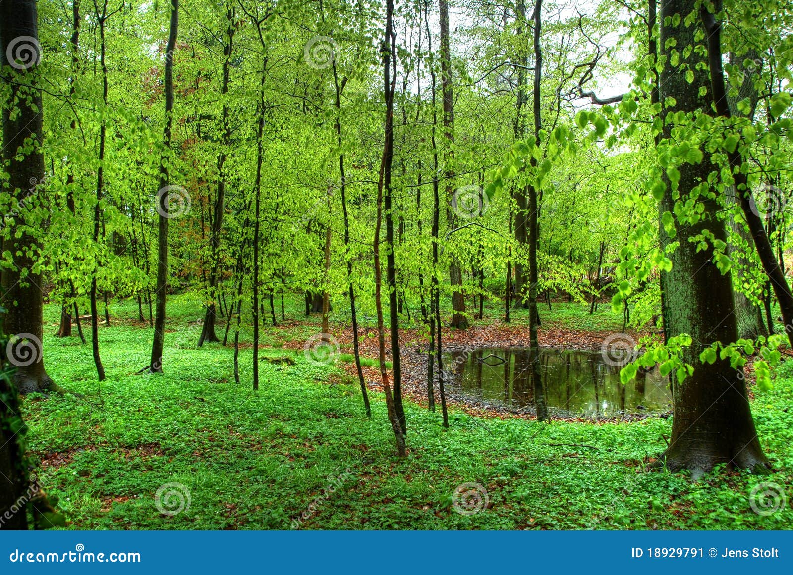 Beechwood in spring stock image. Image of deciduous, green - 18929791