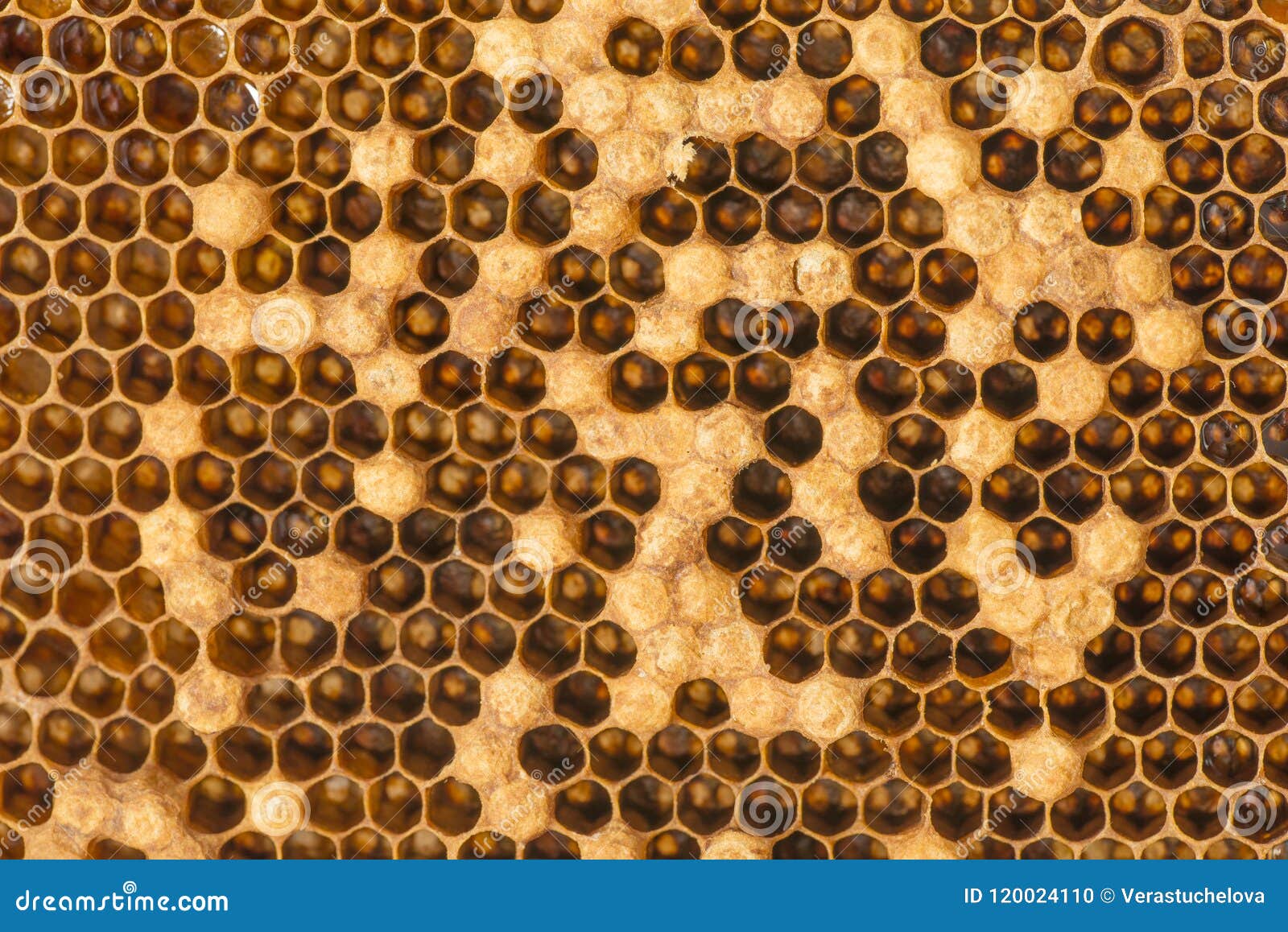 Beecomb texture close up stock photo. Image of care - 120024110