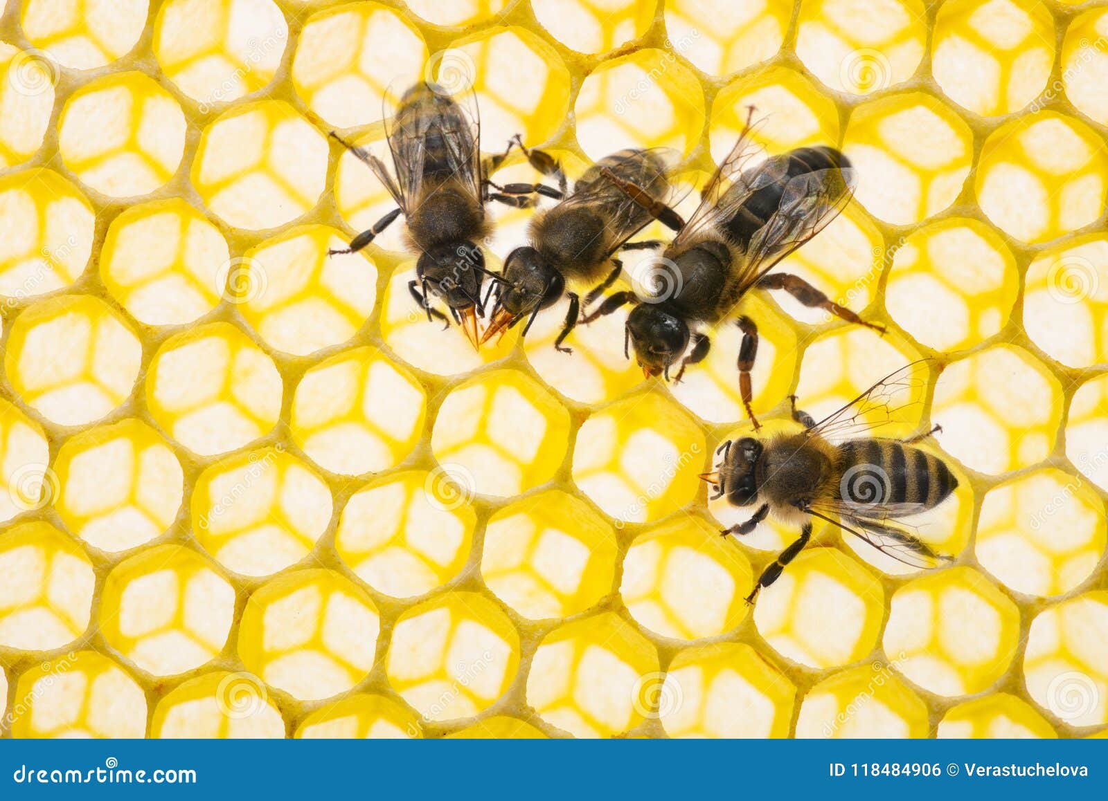 Beecombs texture with bees stock photo. Image of beehive - 118484906